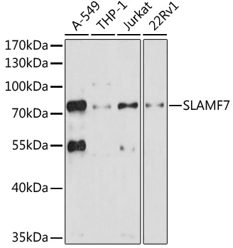 SLAMF7 Antibody - Cat. No. 16-659 | ProSci