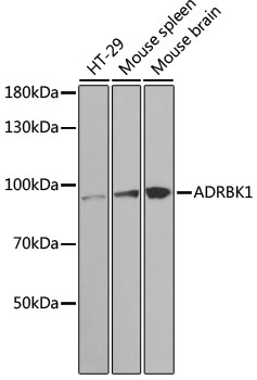 ADRBK1 Antibody, KO Validated - Cat. No. 16-681 | ProSci