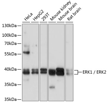 ERK1 / ERK2 Antibody - Cat. No. 16-712 | ProSci