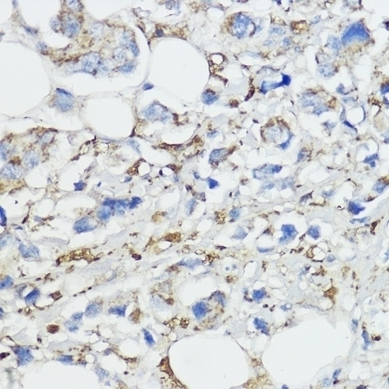 FXN Antibody - Cat. No. 16-775 | ProSci