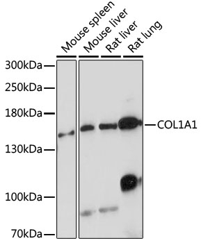 COL1A1 Antibody - Cat. No. 16-789 | ProSci