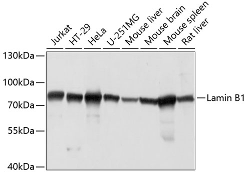 Lamin B1 Antibody - Cat. No. 16-793 | ProSci