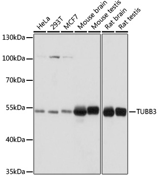 TUBB3 Antibody - Cat. No. 16-852 | ProSci