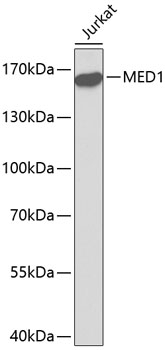 MED1 Antibody - Cat. No. 16-892 | ProSci