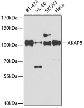 AKAP8 Antibody - Cat. No. 16-909 | ProSci