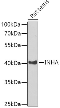 INHA Antibody - Cat. No. 16-920 | ProSci