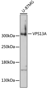 VPS13A Antibody - Cat. No. 16-940 | ProSci