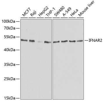 IFNAR2 Antibody - Cat. No. 18-046 | ProSci