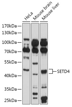 SETD4 Antibody - Cat. No. 18-058 | ProSci