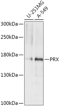 PRX Antibody - Cat. No. 18-084 | ProSci