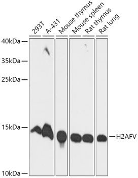 H2AFV Antibody - Cat. No. 18-114 | ProSci