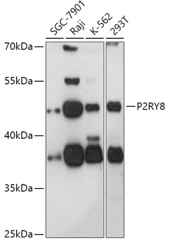 P2RY8 Antibody - Cat. No. 18-132 | ProSci
