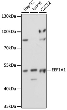 EEF1A1 Antibody - Cat. No. 18-137 | ProSci
