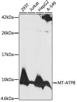 MT-ATP8 Antibody - Cat. No. 18-154 | ProSci