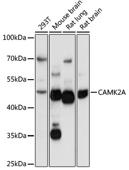 CAMK2A Antibody - Cat. No. 18-158 | ProSci