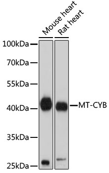 MT-CYB Antibody - Cat. No. 18-173 | ProSci
