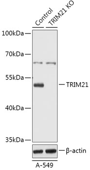 TRIM21 Antibody, KO Validated - Cat. No. 18-215 | ProSci