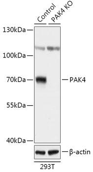 PAK4 Antibody, KO Validated - Cat. No. 18-248 | ProSci