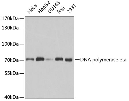 DNA polymerase eta Antibody - Cat. No. 18-337 | ProSci