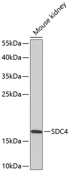 SDC4 Antibody - Cat. No. 18-338 | ProSci