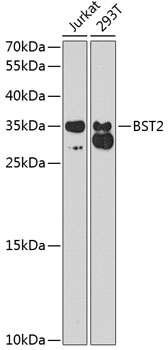 BST2 Antibody - Cat. No. 18-381 | ProSci