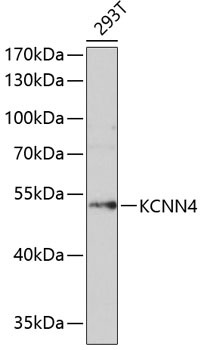 KCNN4 Antibody - Cat. No. 18-422 | ProSci