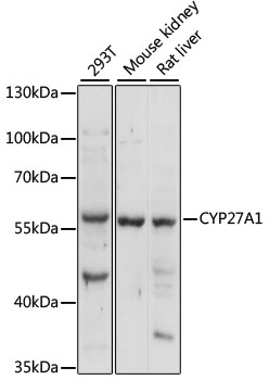 CYP27A1 Antibody - Cat. No. 18-429 | ProSci