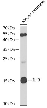 IL13 Antibody - Cat. No. 18-491 | ProSci
