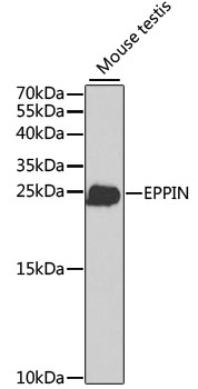 EPPIN Antibody - Cat. No. 18-534 | ProSci