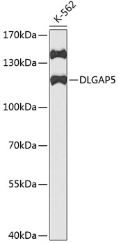 DLGAP5 Antibody - Cat. No. 18-568 | ProSci