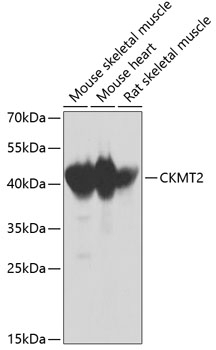 CKMT2 Antibody - Cat. No. 18-573 | ProSci