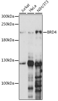 BRD4 Antibody - Cat. No. 18-589 | ProSci