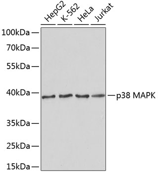 p38 MAPK Antibody - Cat. No. 18-649 | ProSci