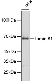 Lamin B1 Antibody - Cat. No. 18-653 | ProSci