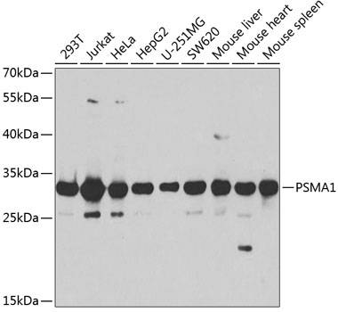PSMA1 Antibody - Cat. No. 18-687 | ProSci