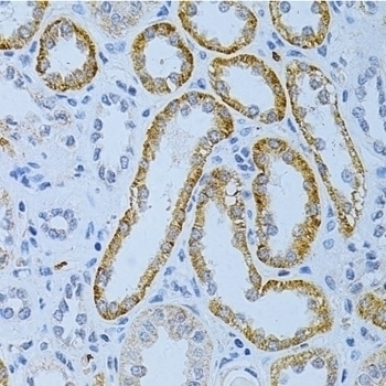 MAP2 Antibody - Cat. No. 18-718 | ProSci