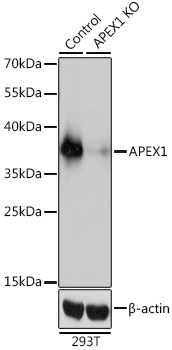 APEX1 Antibody, KO Validated - Cat. No. 18-726 | ProSci