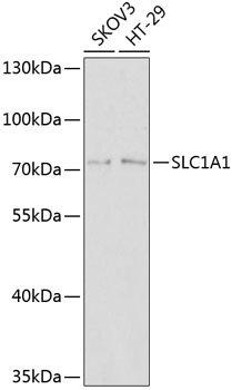 SLC1A1 Antibody - Cat. No. 18-862 | ProSci