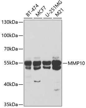 MMP10 Antibody - Cat. No. 18-912 | ProSci