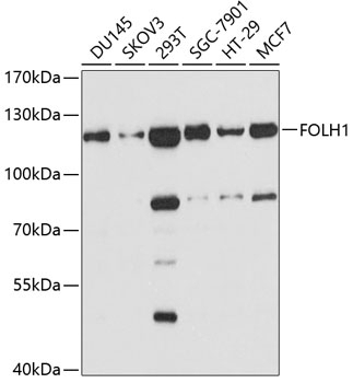 FOLH1 Antibody - Cat. No. 18-999 | ProSci