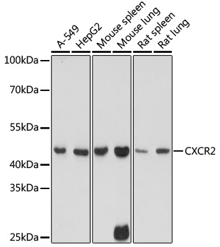 CXCR2 Antibody - Cat. No. 19-026 | ProSci