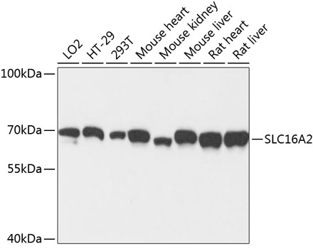 SLC16A2 Antibody - Cat. No. 19-114 | ProSci