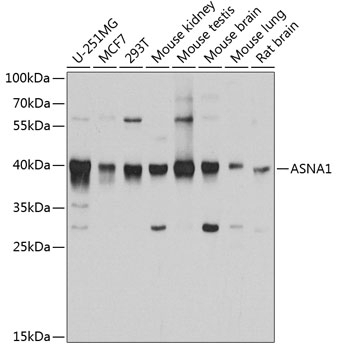 ASNA1 Antibody - Cat. No. 19-144 | ProSci