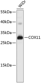 COX11 Antibody - Cat. No. 19-165 | ProSci