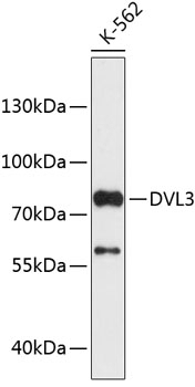 DVL3 Antibody - Cat. No. 19-183 | ProSci