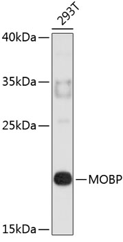MOBP Antibody - Cat. No. 19-230 | ProSci