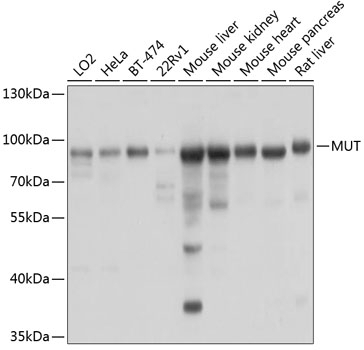 MUT Antibody - Cat. No. 19-232 | ProSci