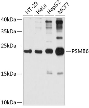 PSMB6 Antibody - Cat. No. 19-259 | ProSci