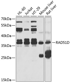 Rad51D Antibody - Cat. No. 19-263 | ProSci