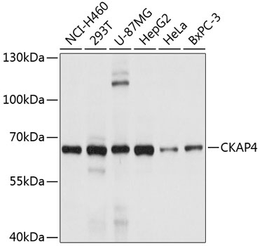 CKAP4 Antibody - Cat. No. 19-386 | ProSci